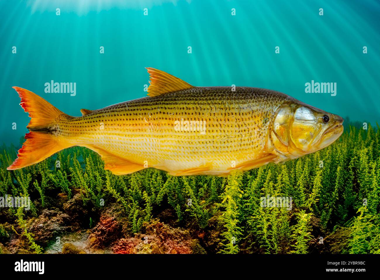 Wonderful Brazilian freshwater fish or Salminus maxillosus known as ...