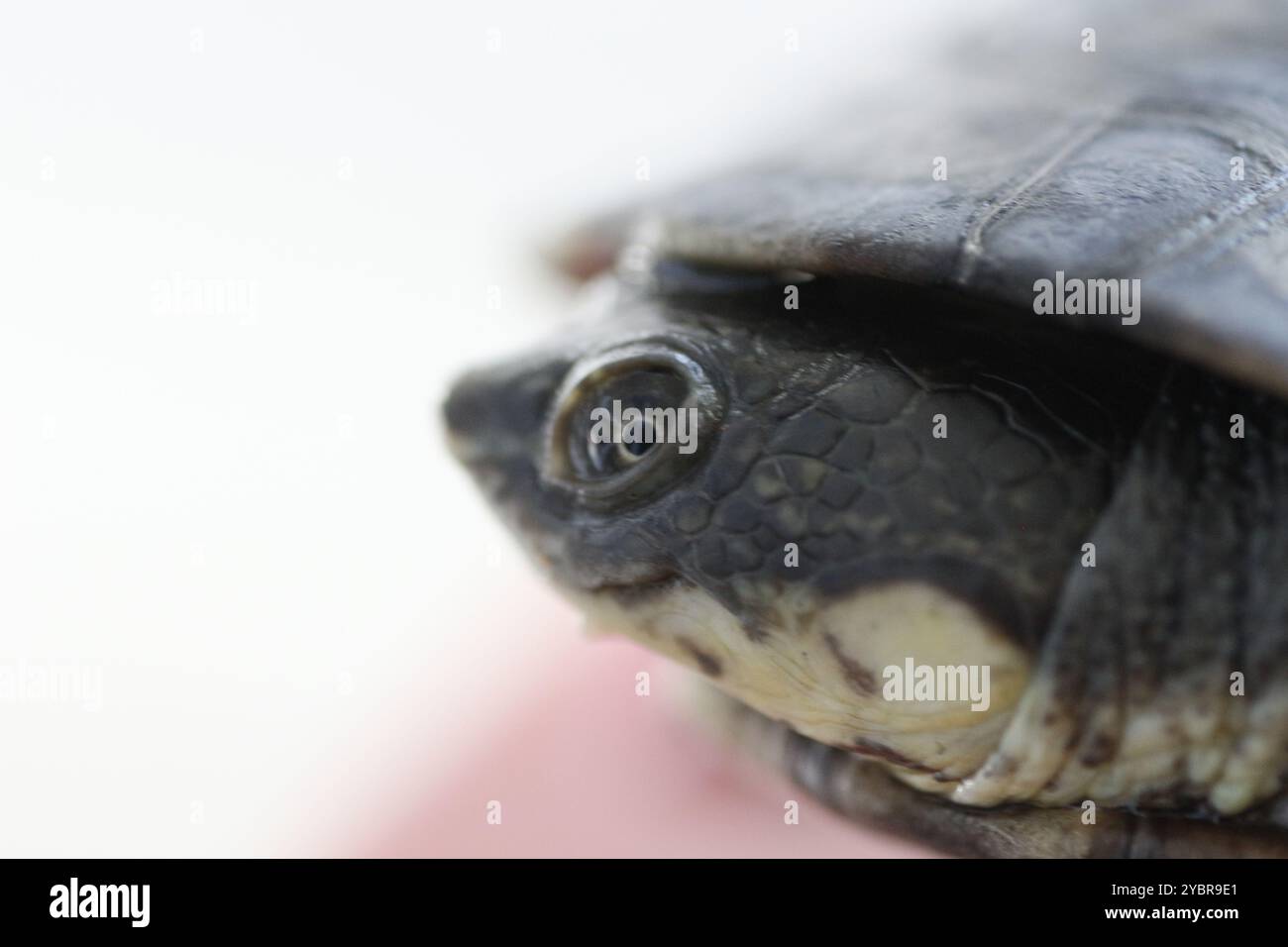 Aquatic sideneck turtle hi-res stock photography and images - Alamy