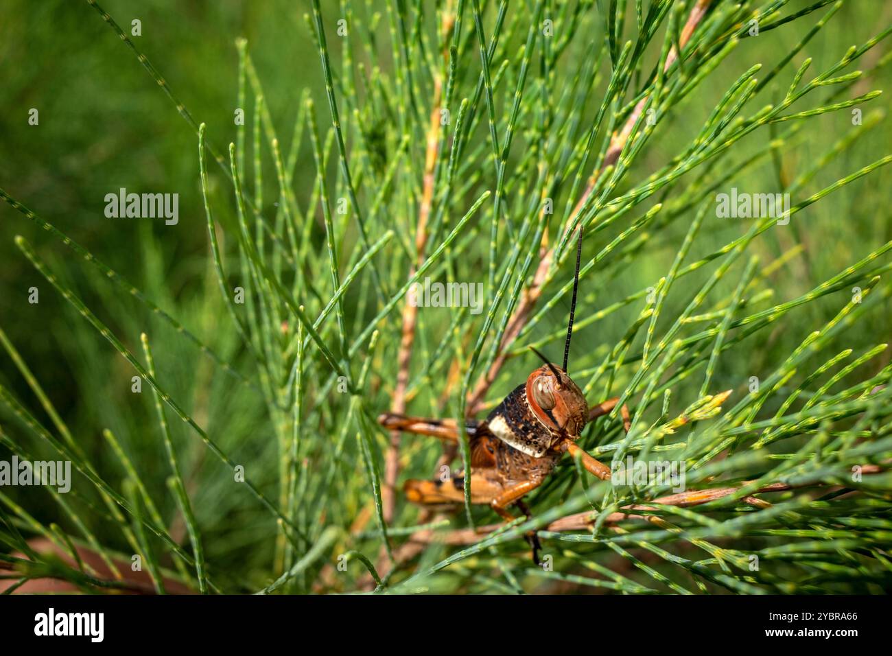 A brown grasshopper, Valanga nigricornis on Cemara Udang, Australian ...