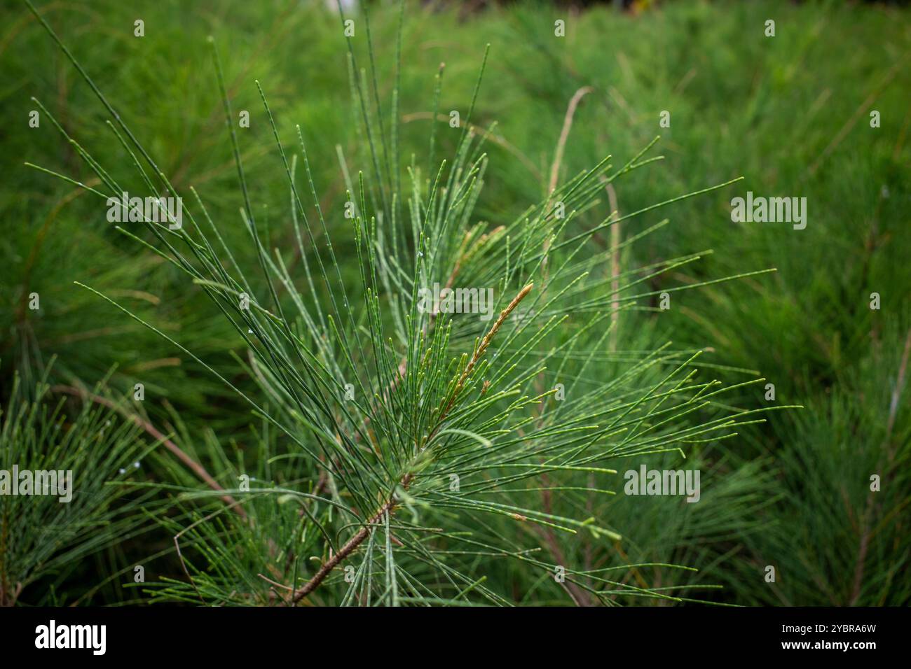 Cemara Udang, Australian pine tree or whistling pine tree (Casuarina ...
