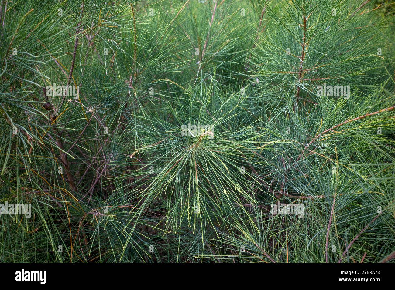 Cemara Udang, Australian pine tree or whistling pine tree (Casuarina ...