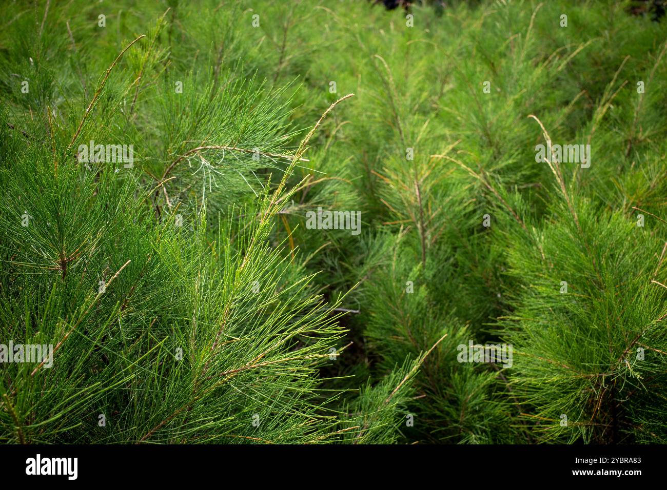 Cemara Udang, Australian pine tree or whistling pine tree (Casuarina ...