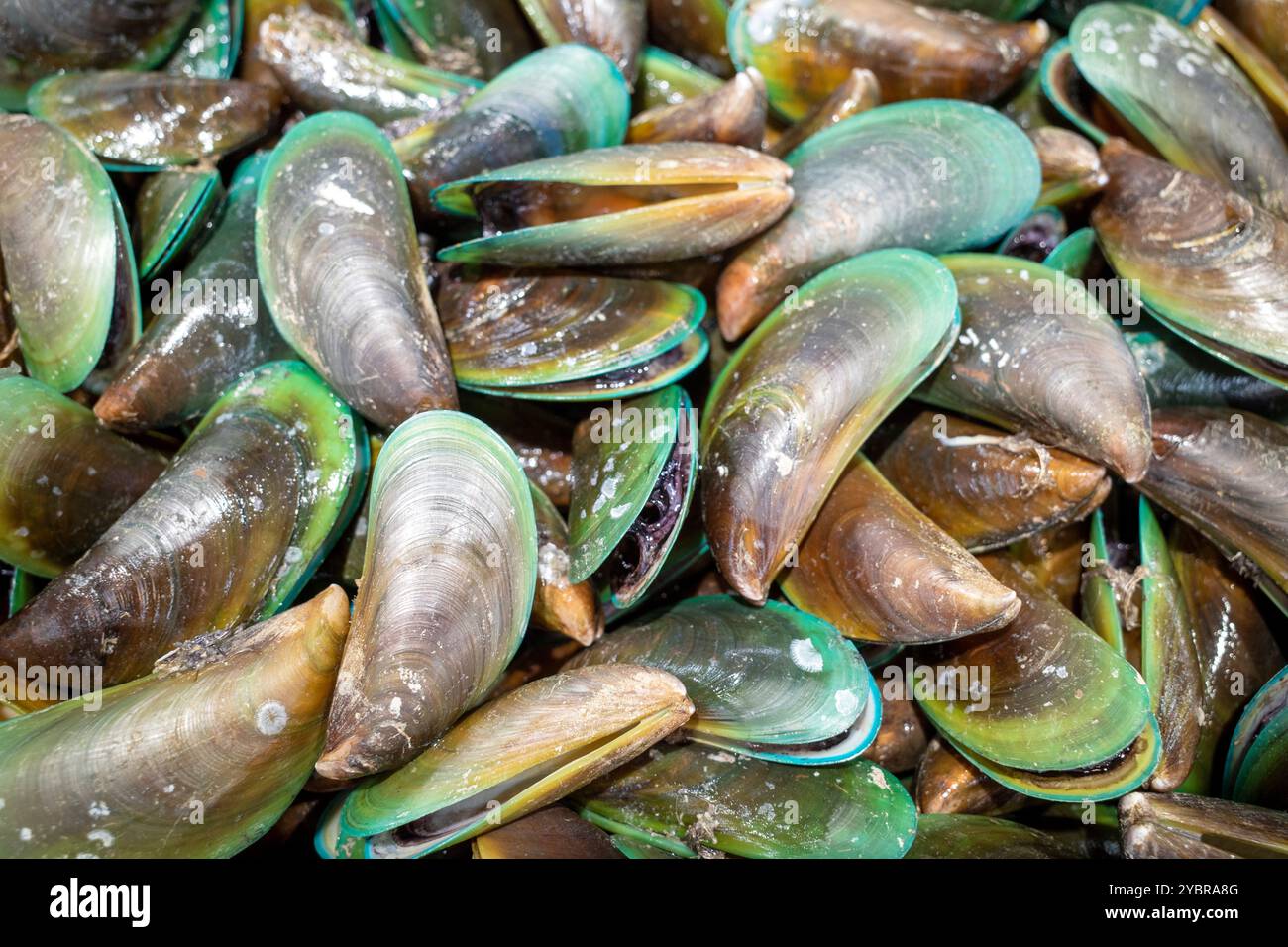 Fresh green mussel shell on ice for sale in the supermarket Stock Photo ...
