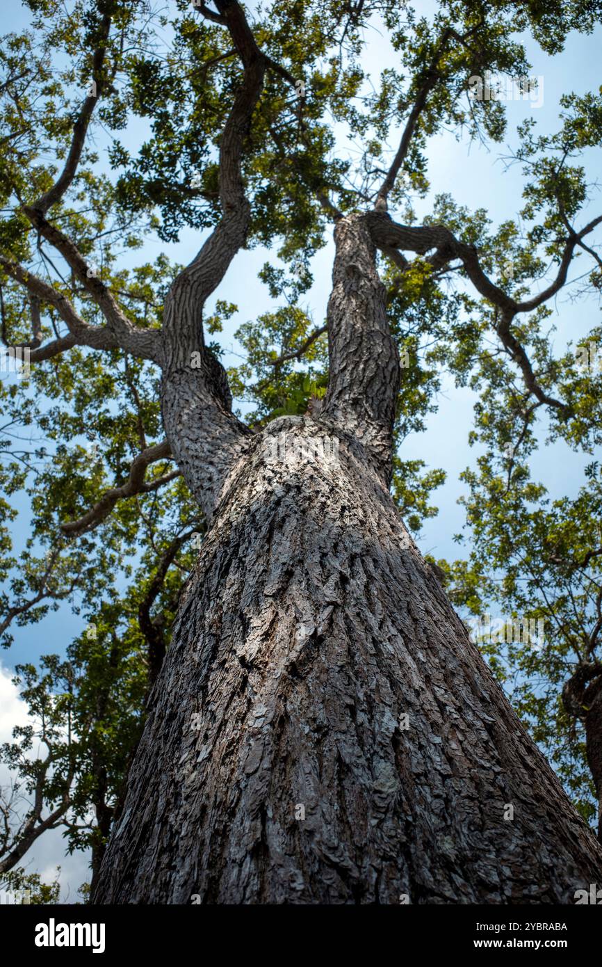 Mahogany tree, Swietenia macrophylla forest in Gunung Kidul, Yogyakarta ...