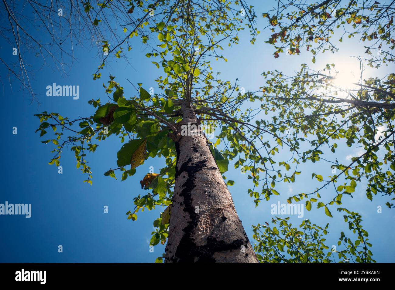Teak trees canopy in the forest with clear blue sky background. Natural ...