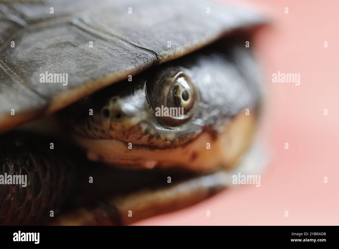 Aquatic sideneck turtle hi-res stock photography and images - Alamy