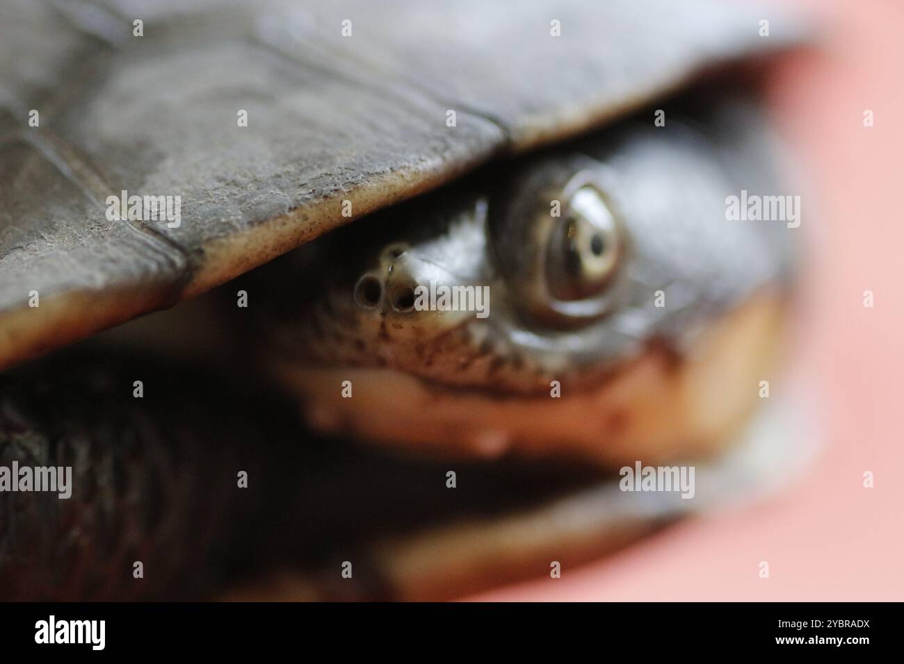 Aquatic sideneck turtle hi-res stock photography and images - Alamy