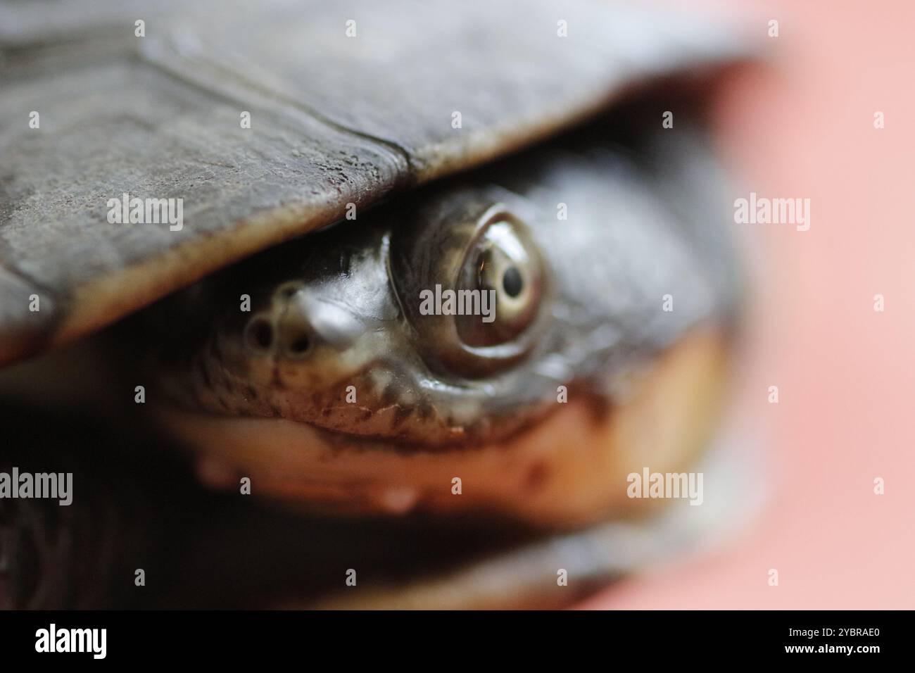 Turtle in wetland photo hi-res stock photography and images - Alamy