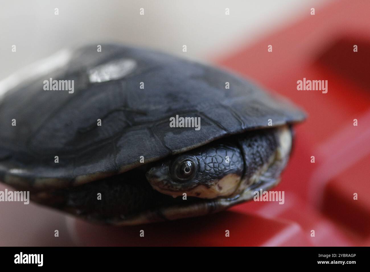 Sideneck turtle hi-res stock photography and images - Alamy