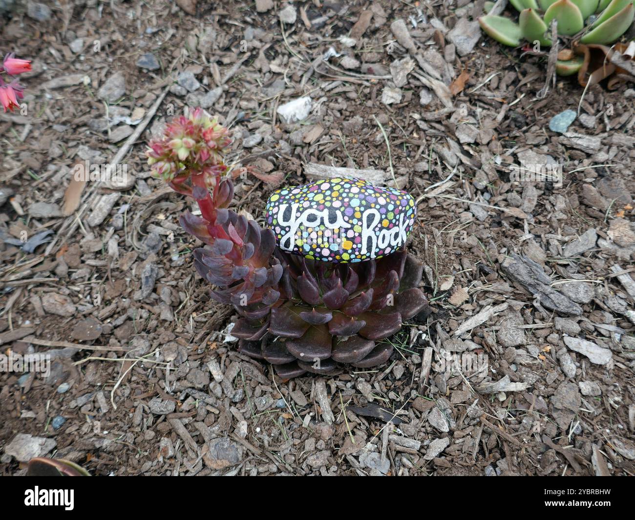 Kindness rock with painted you rock message on dry climate plant Stock ...