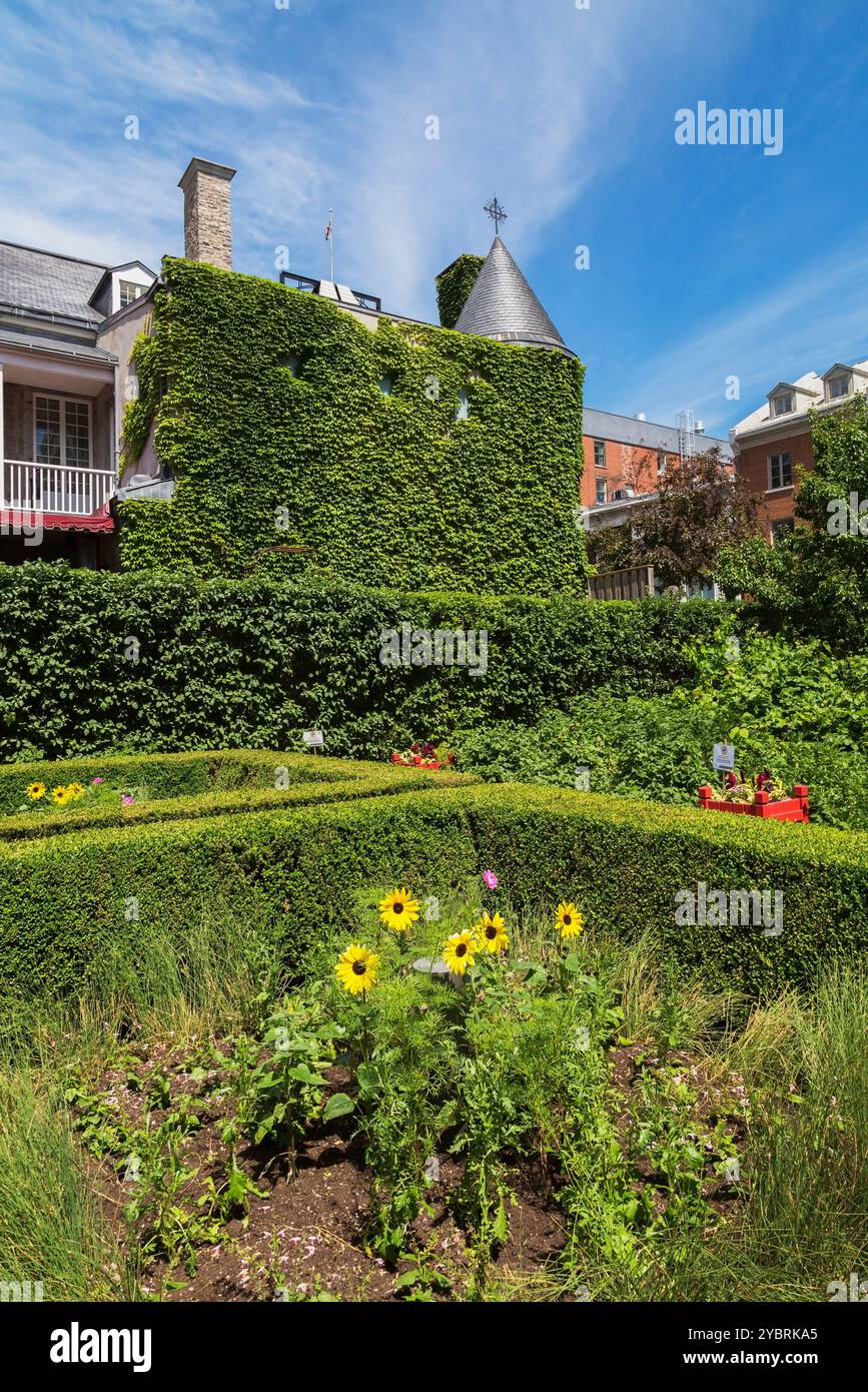 Helianthus - Sunflowers growing in border surrounded by deciduous shrub ...