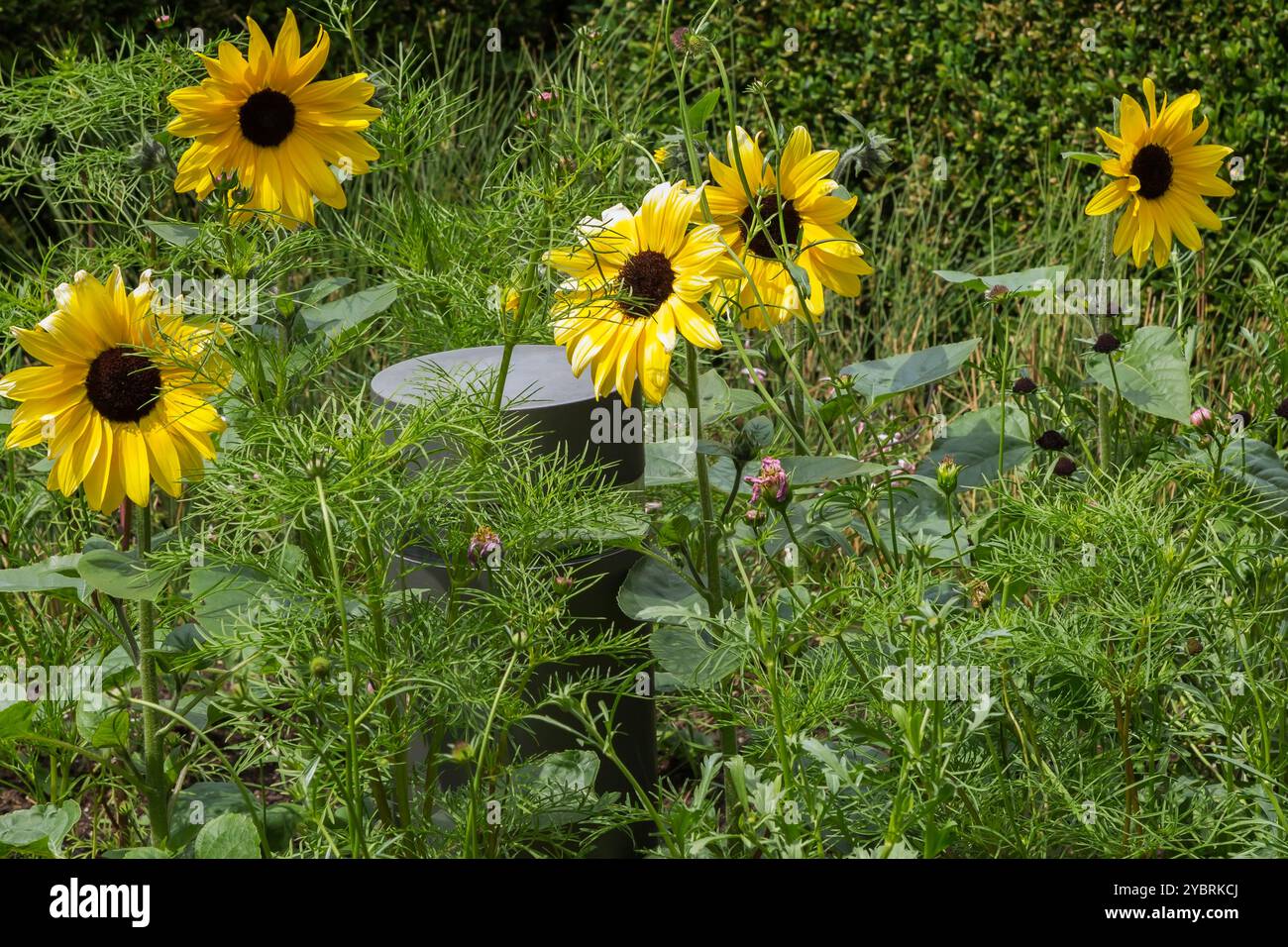 Helianthus - Sunflowers growing in a border surrounded by a deciduous ...