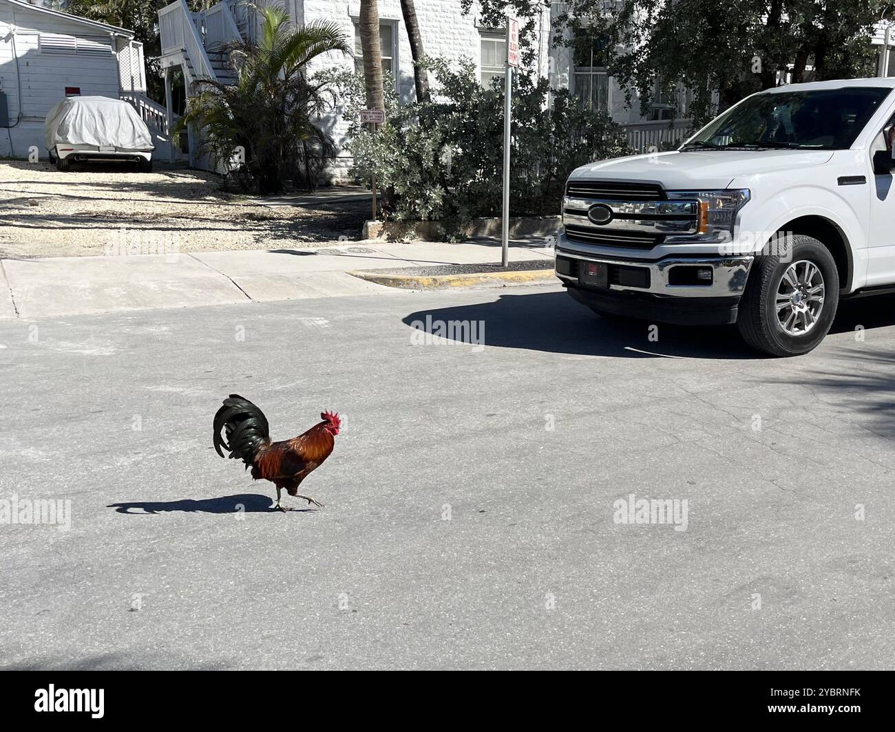Why did the chicken cross the road? A white truck waits as a rooster ...