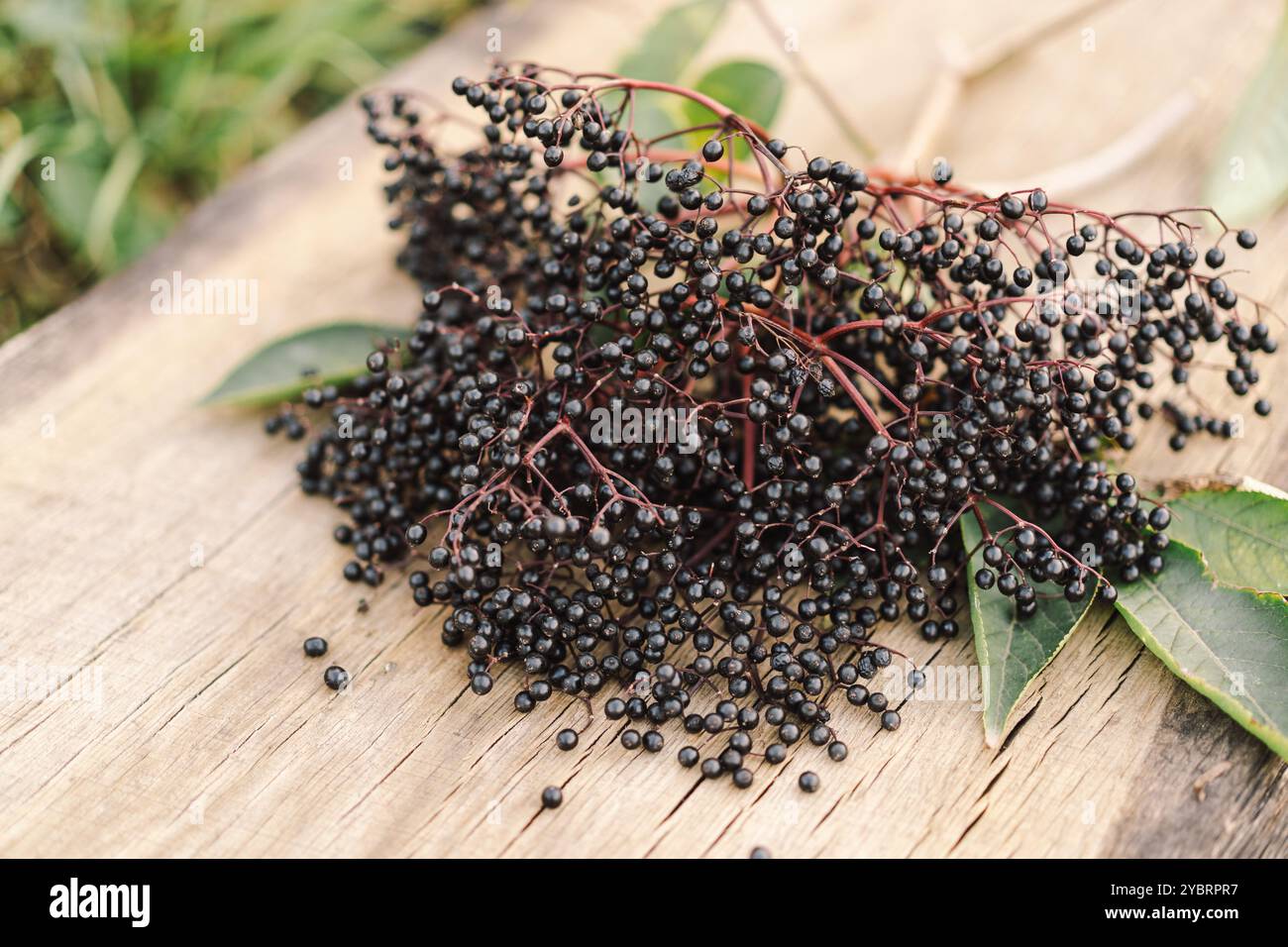 A cluster of ripe elderberries with deep purple-black fruit Stock Photo ...