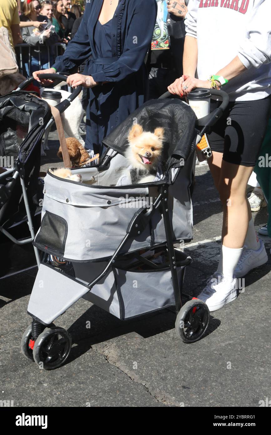 Dog pushed in stroller at the Tompkins Square Halloween Dog Parade 2024 ...