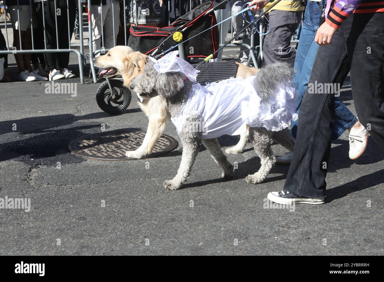Dogs in costume walk in the Tompkins Square Halloween Dog Parade 2024 ...