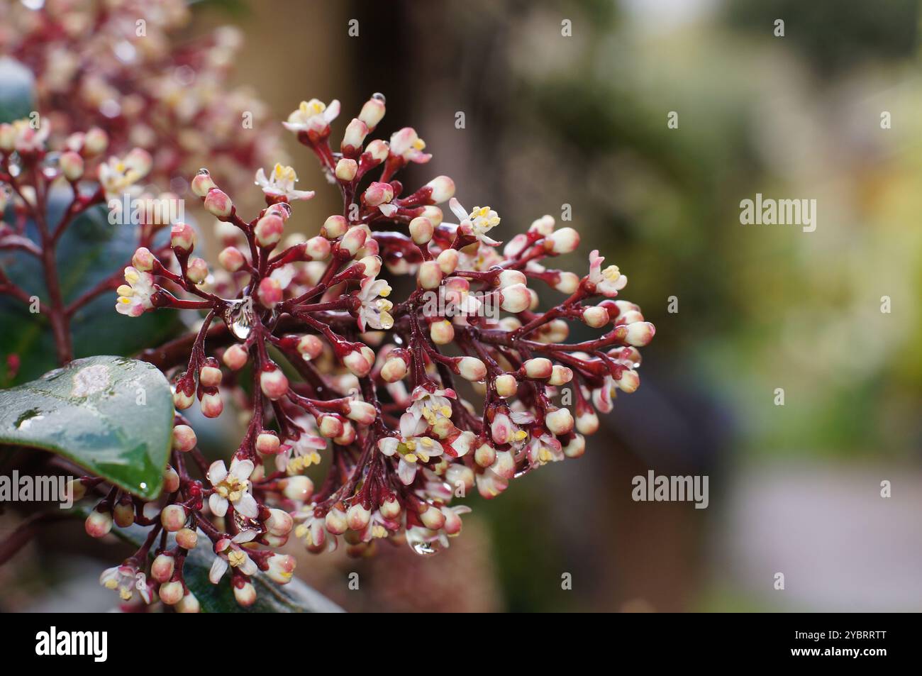 The buds of a Skimmia (Skimmia japonica ‘Rubella') plant in springtime ...