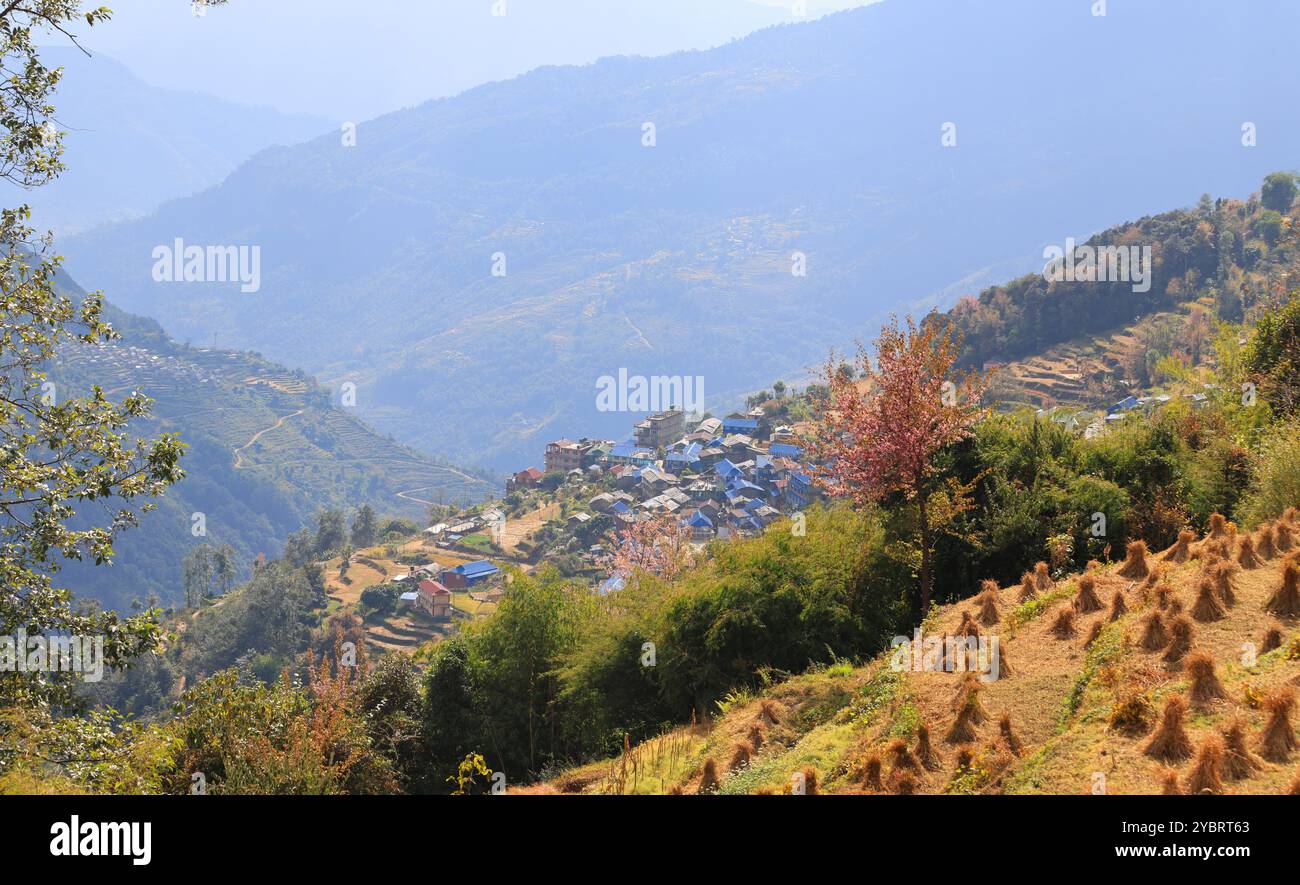 the beautiful landscape of terraces and straw after crop harvesting in ...