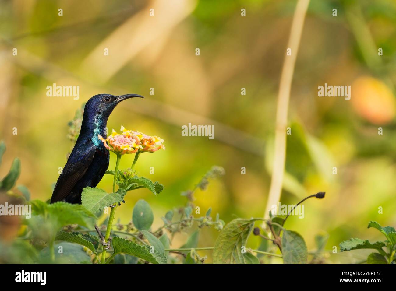 Purple Sunbird - Cinnyris asiaticus Stock Photo - Alamy