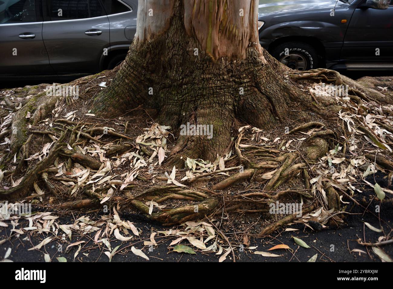 A 'nest' of street tree roots contained in a rectangular area of ...