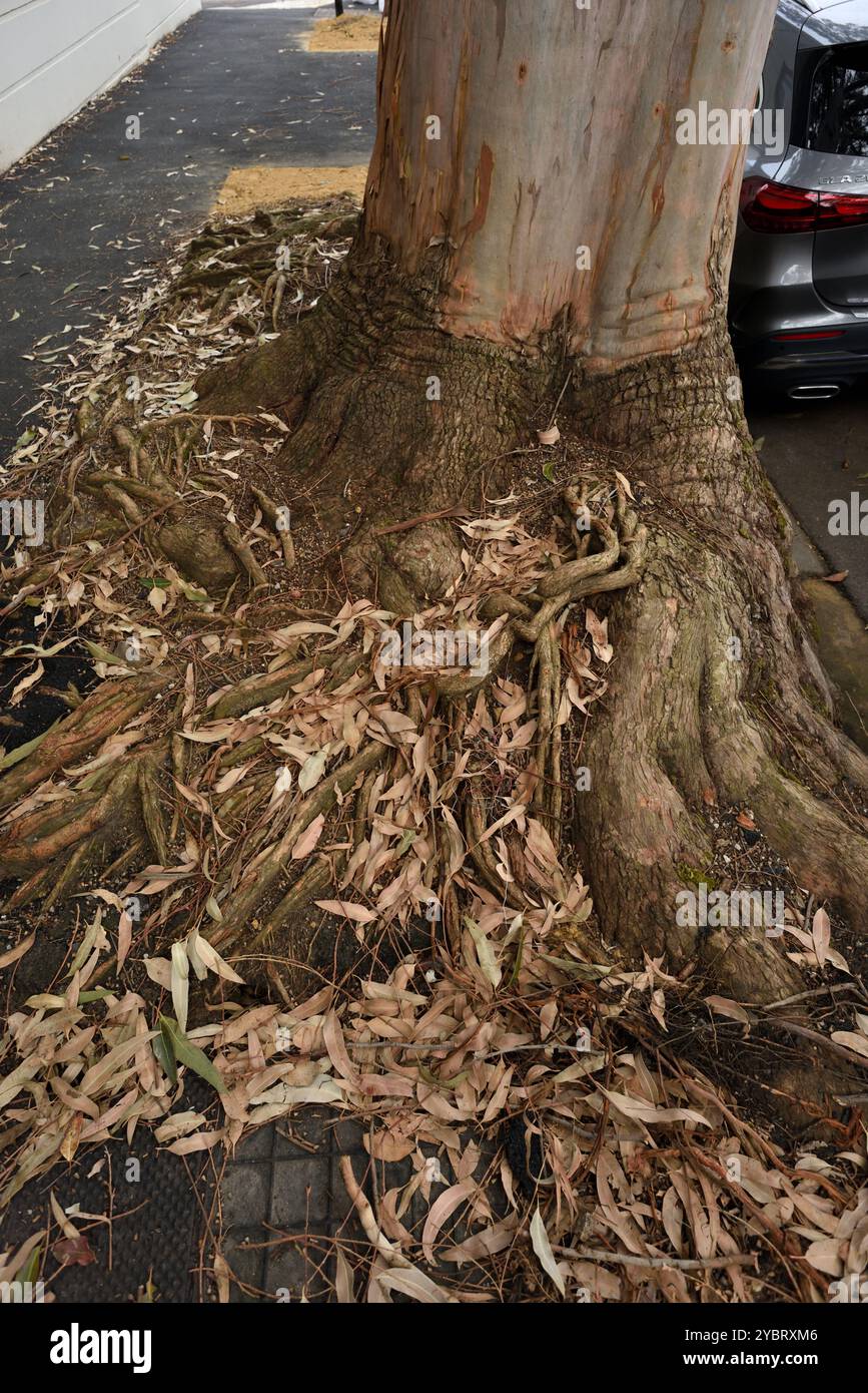 A 'nest' of street tree roots contained in a rectangular area of ...