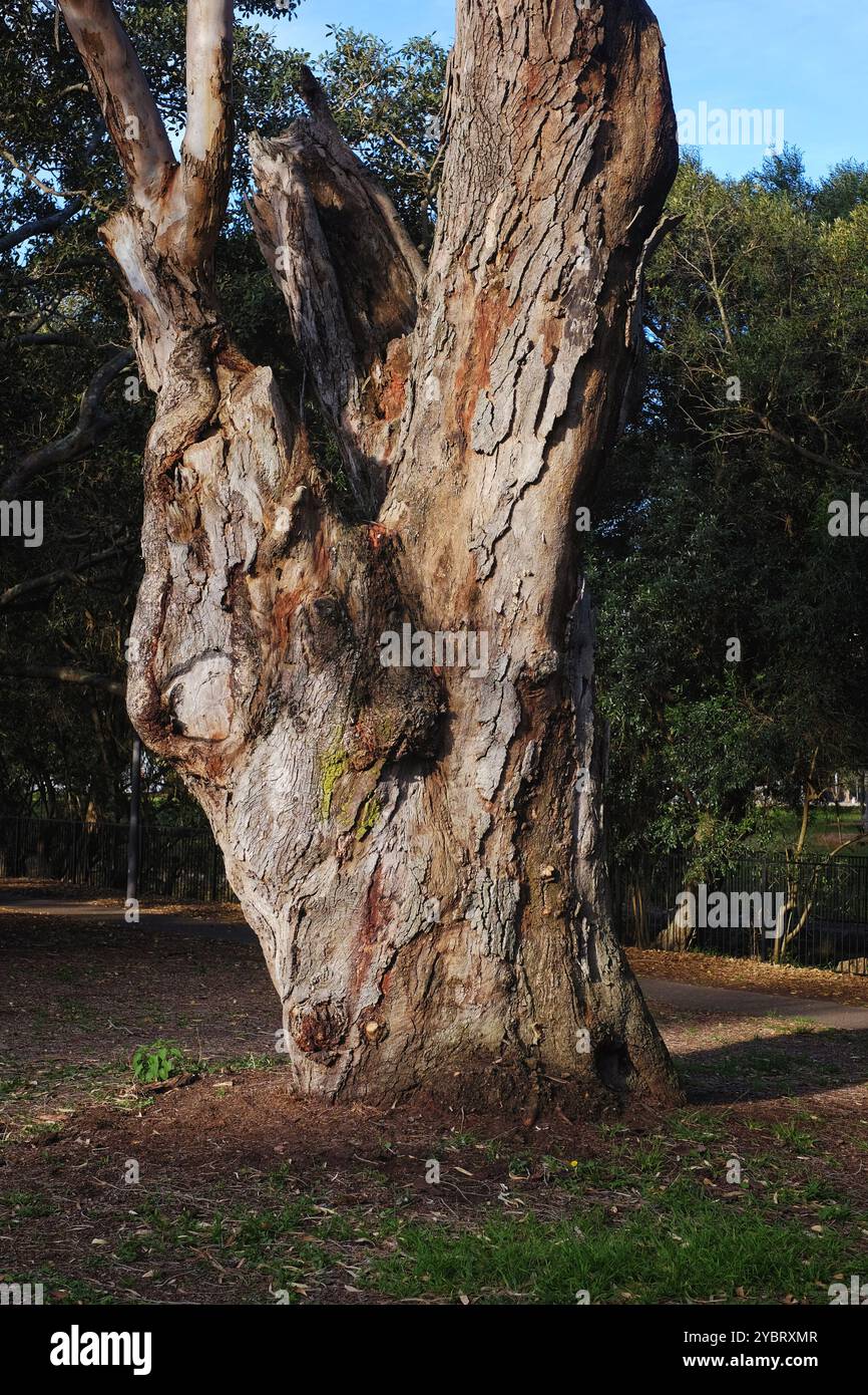 Eucalyptus camaldulensis rushcutters bay park hi-res stock photography ...