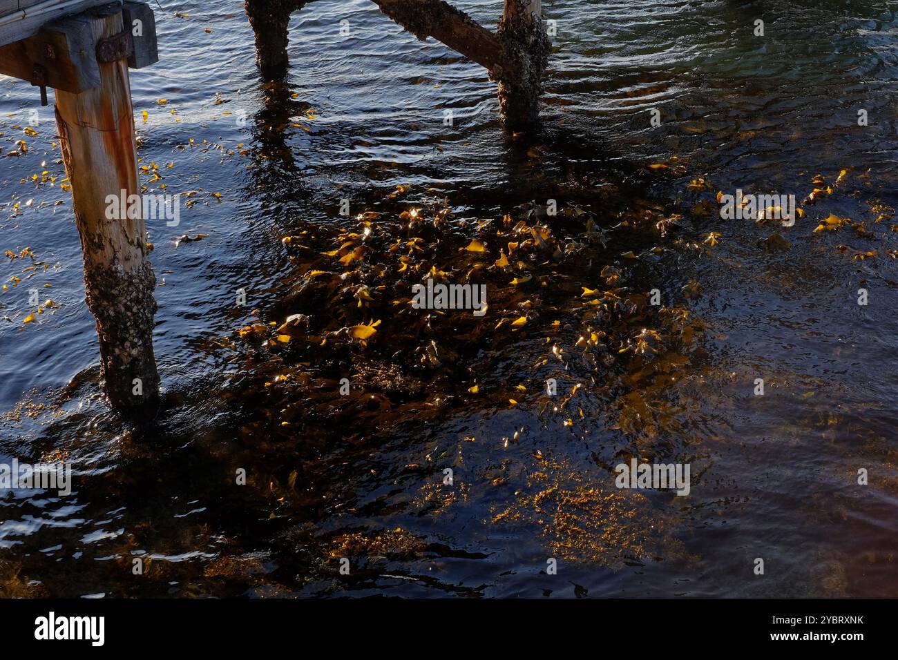 Seaweed growing near the shore photographed at low tide in late ...
