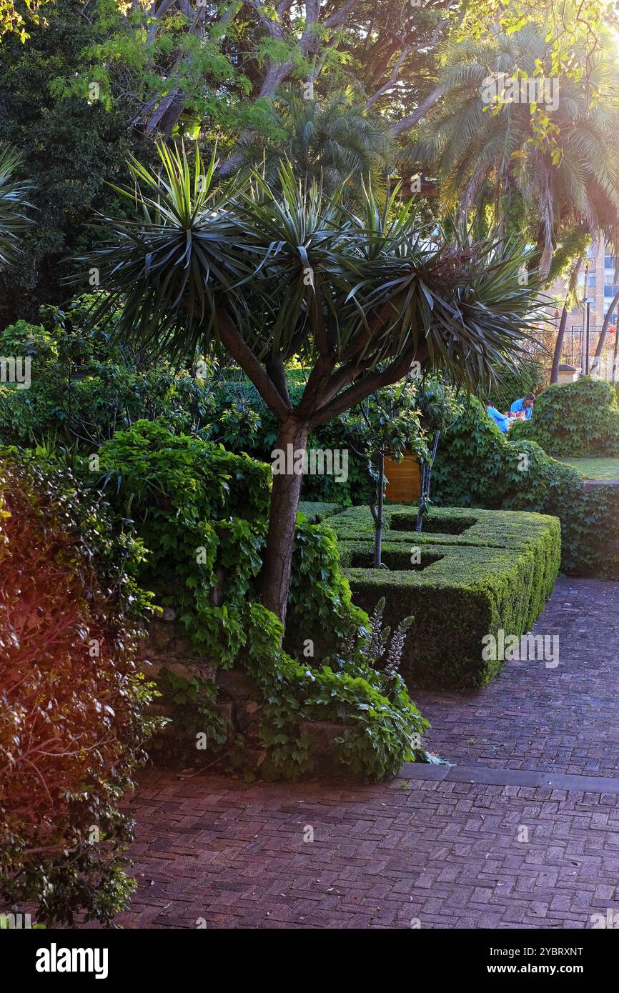 Dragon’s Blood Tree in McKell Park Darling Point, Sydney, Australia ...