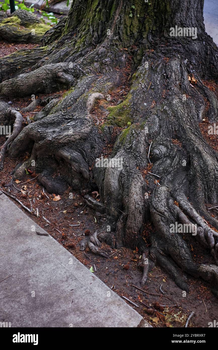 Liquidambar, (Liquidambar styraciflua), exposed street tree roots in ...