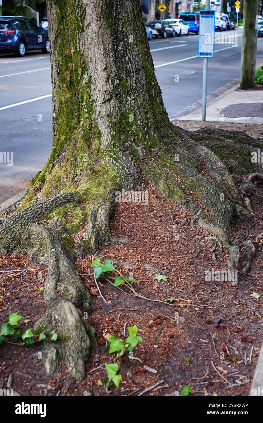 Liquidambar, (Liquidambar styraciflua), exposed street tree roots in ...