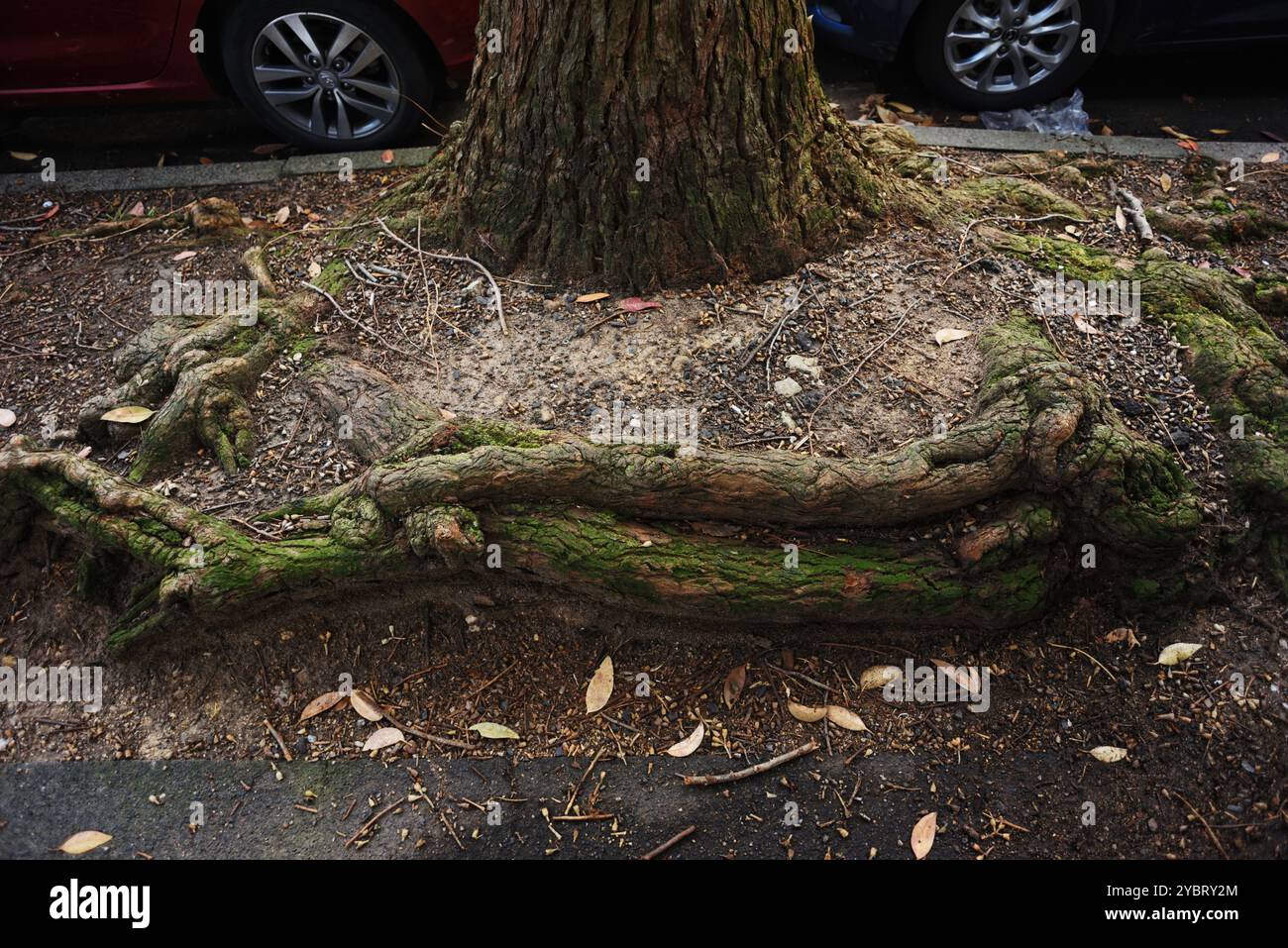 Street trees tree roots on Surrey Street Darlinghurst, Sydney ...