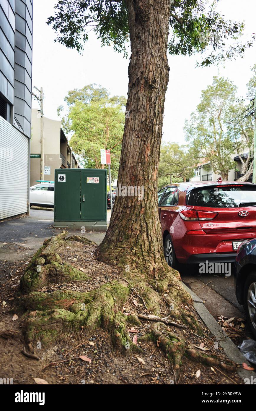 Street trees tree roots on Surrey Street Darlinghurst, Sydney ...
