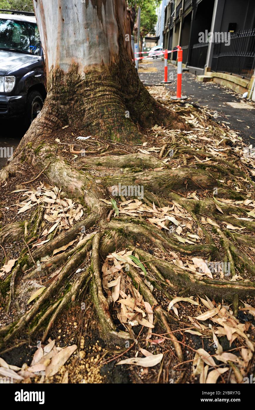 Street trees tree roots on Surrey Street Darlinghurst, Sydney ...