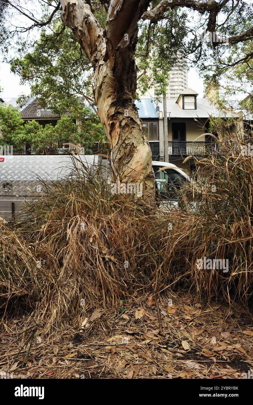 Street trees tree roots on Surrey Street Darlinghurst, Sydney ...