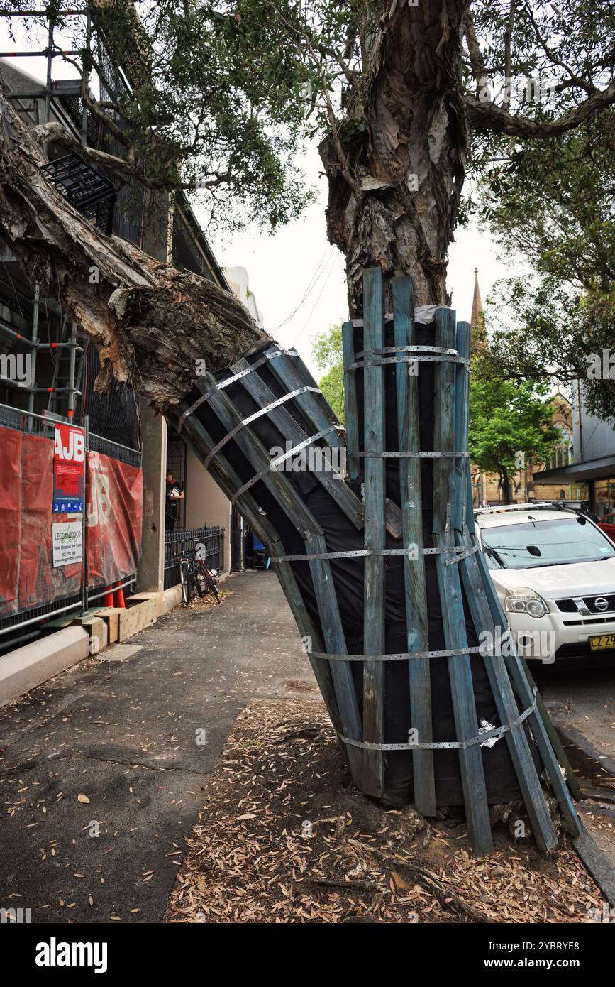 Tree Protection Zone, a Paperbark tree in Darlinghurst, shielded from ...