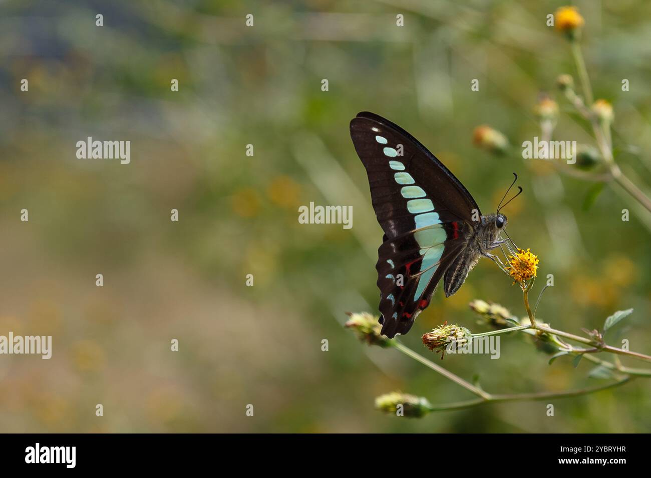 A blue triangle or common blue bottle butterfly (Graphium sarpedon) on ...