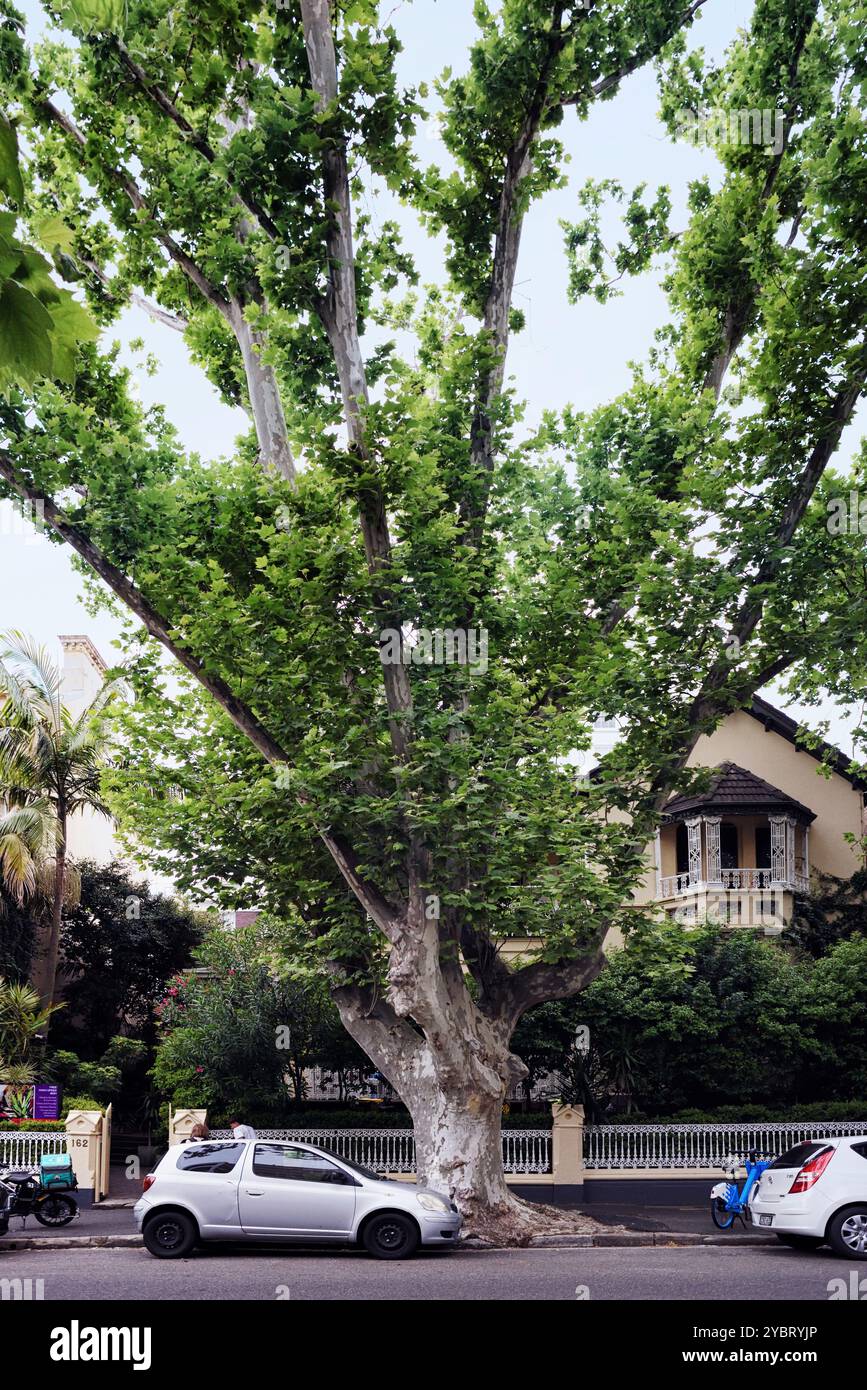 London Plane trees, exposed roots of street trees in the pavement of ...