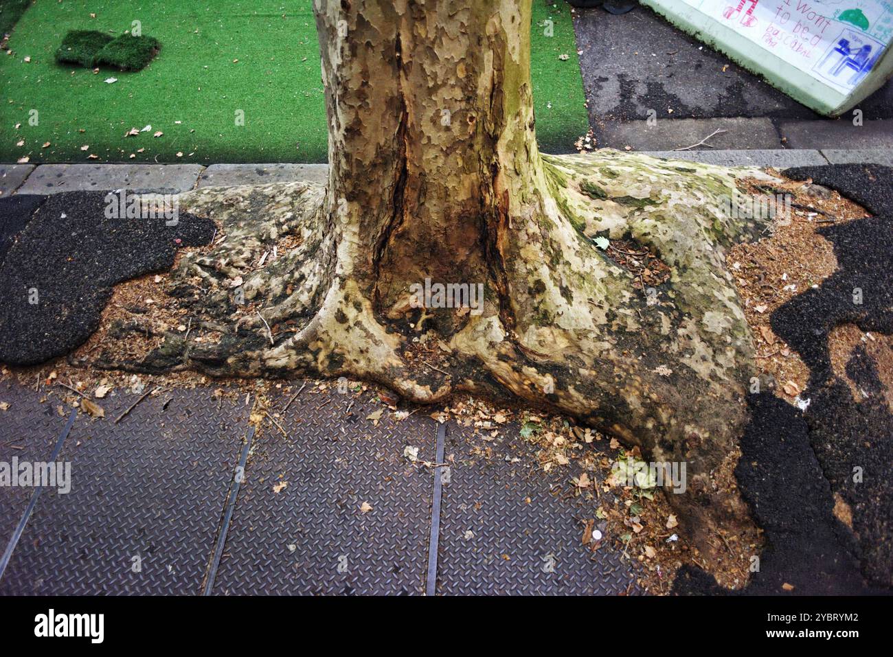 Tree roots sidewalk hi-res stock photography and images - Alamy