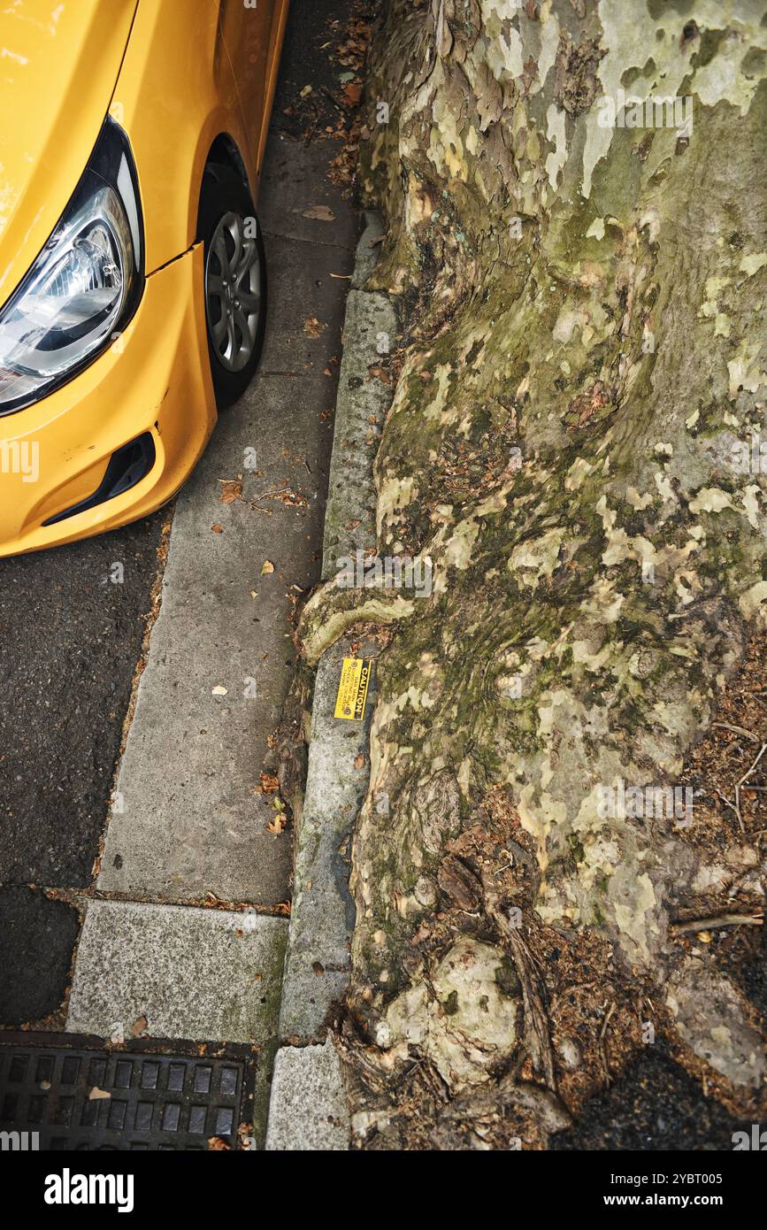 London Plane trees, exposed roots of street trees in the pavement of ...