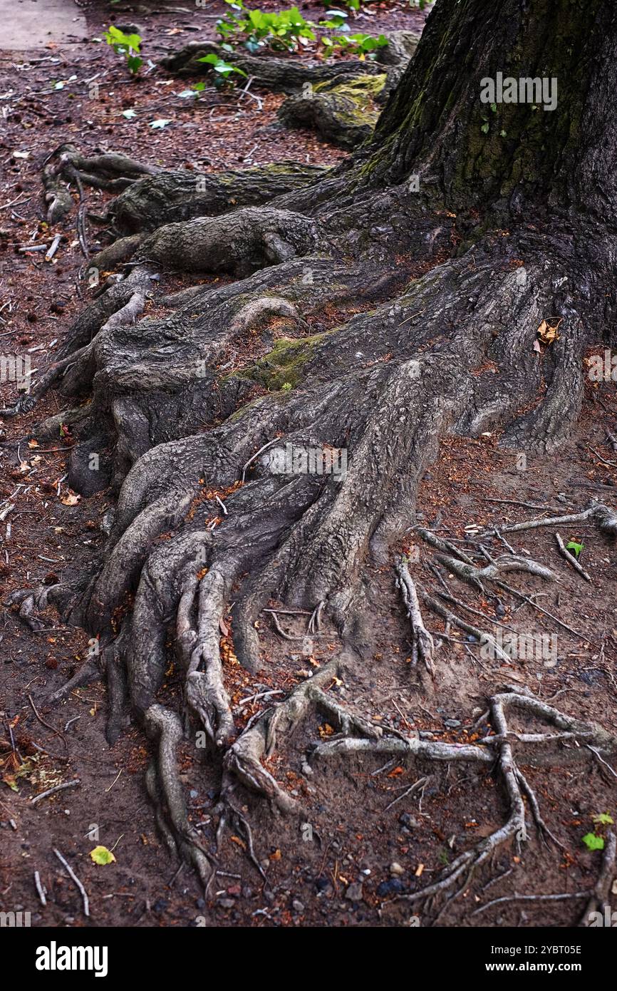 Grassed verge area hi-res stock photography and images - Alamy