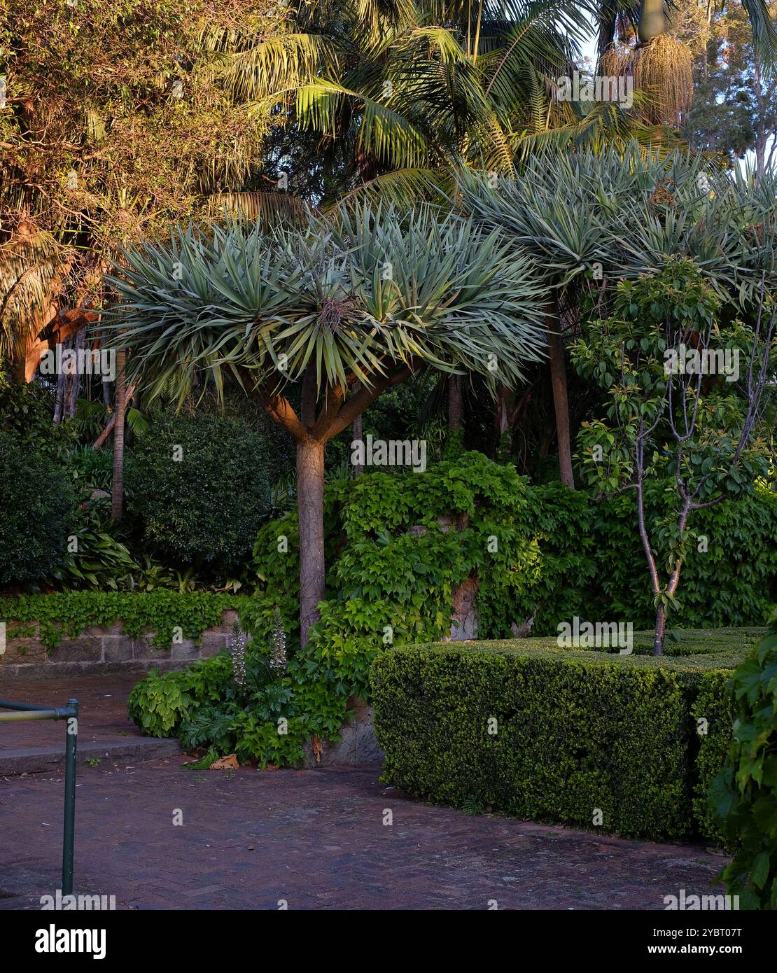 Dragon’s Blood Tree in McKell Park Darling Point, Sydney, Australia ...