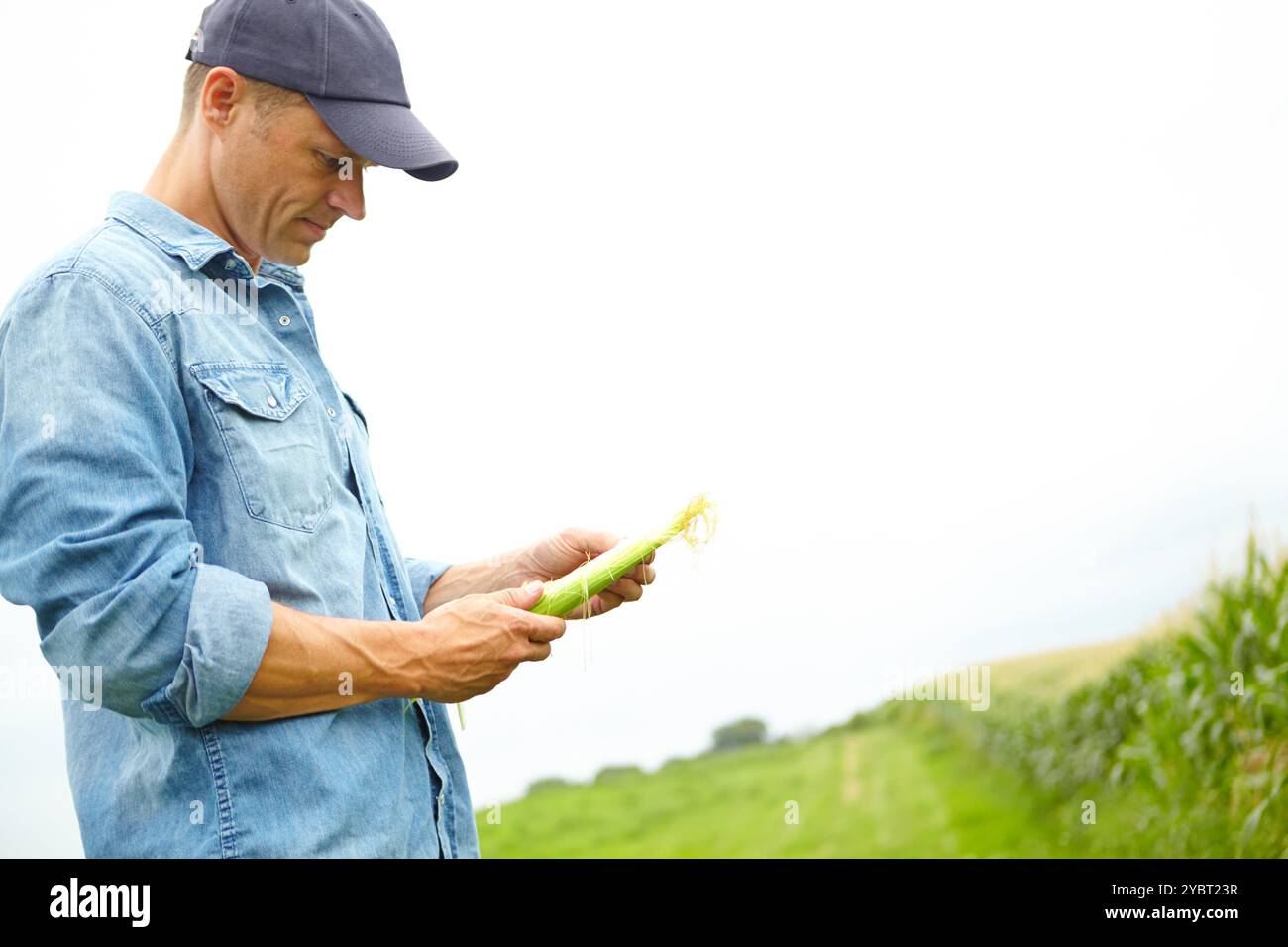 Corn inspection hi-res stock photography and images - Alamy