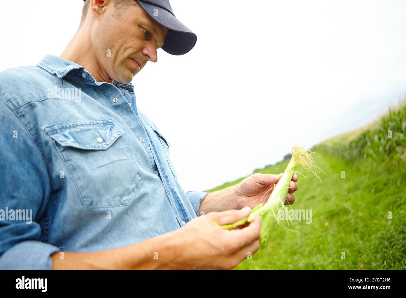 Crop quality assessment hi-res stock photography and images - Alamy