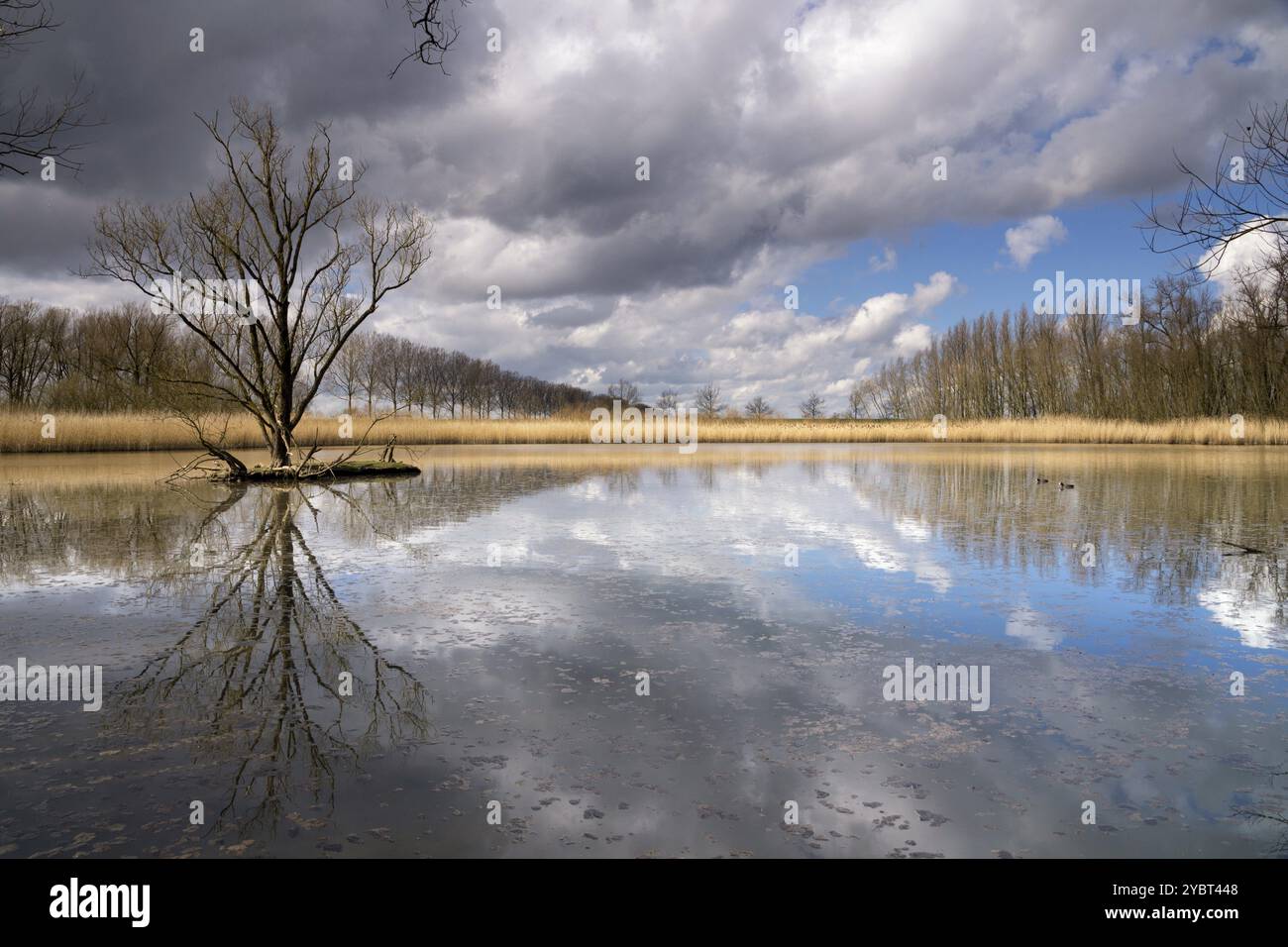 Nature reserve along the river Nieuwe Merwede near the Dutch town ...