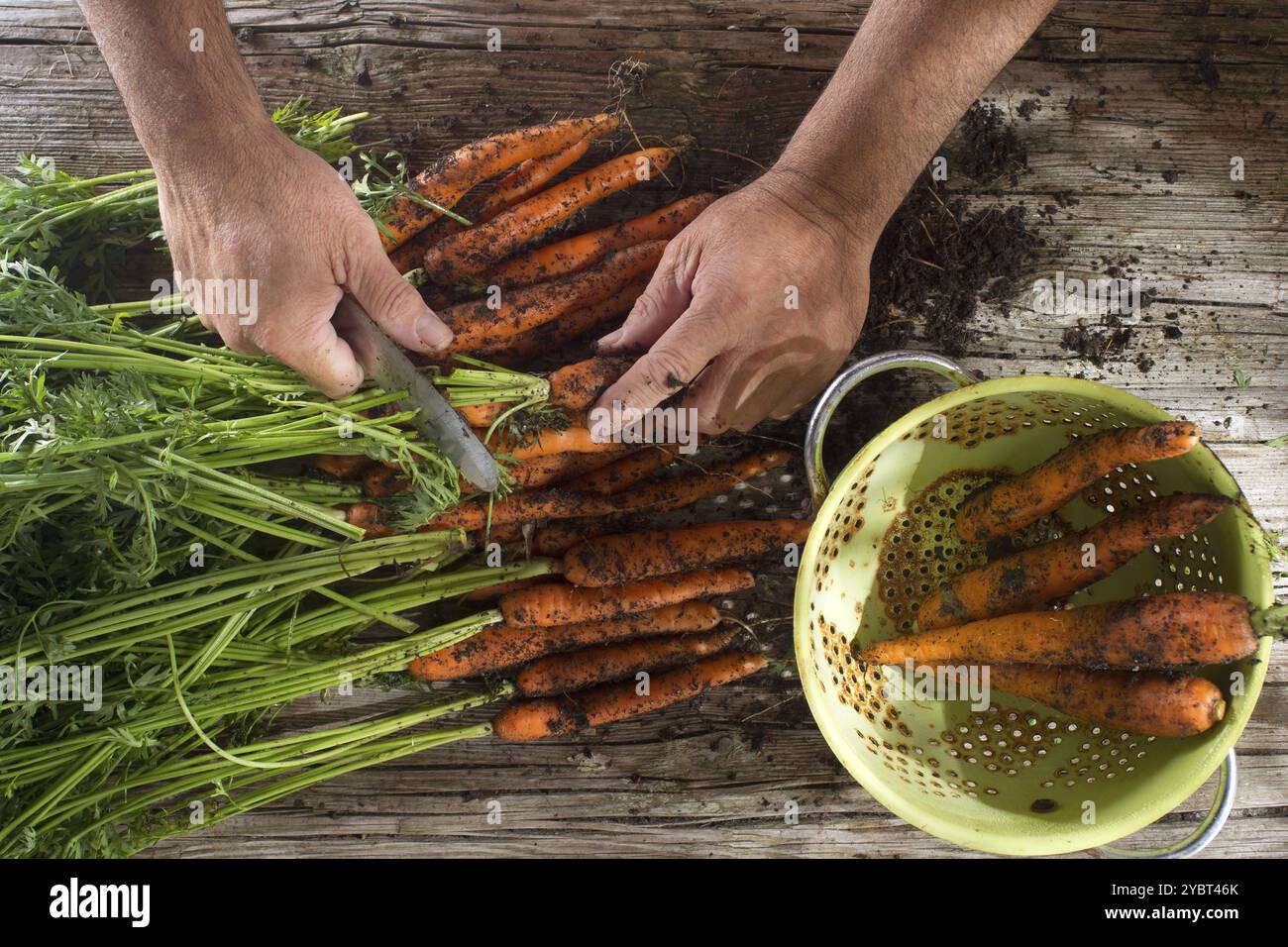 Cleaning and preparation of a bunch of freshly picked carrots Stock ...