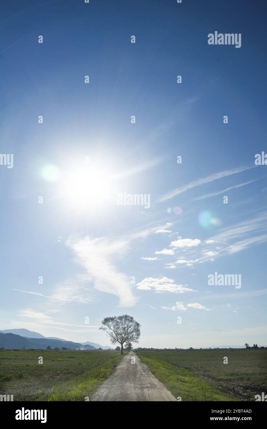Road open countryside with tree on the horizon Stock Photo - Alamy