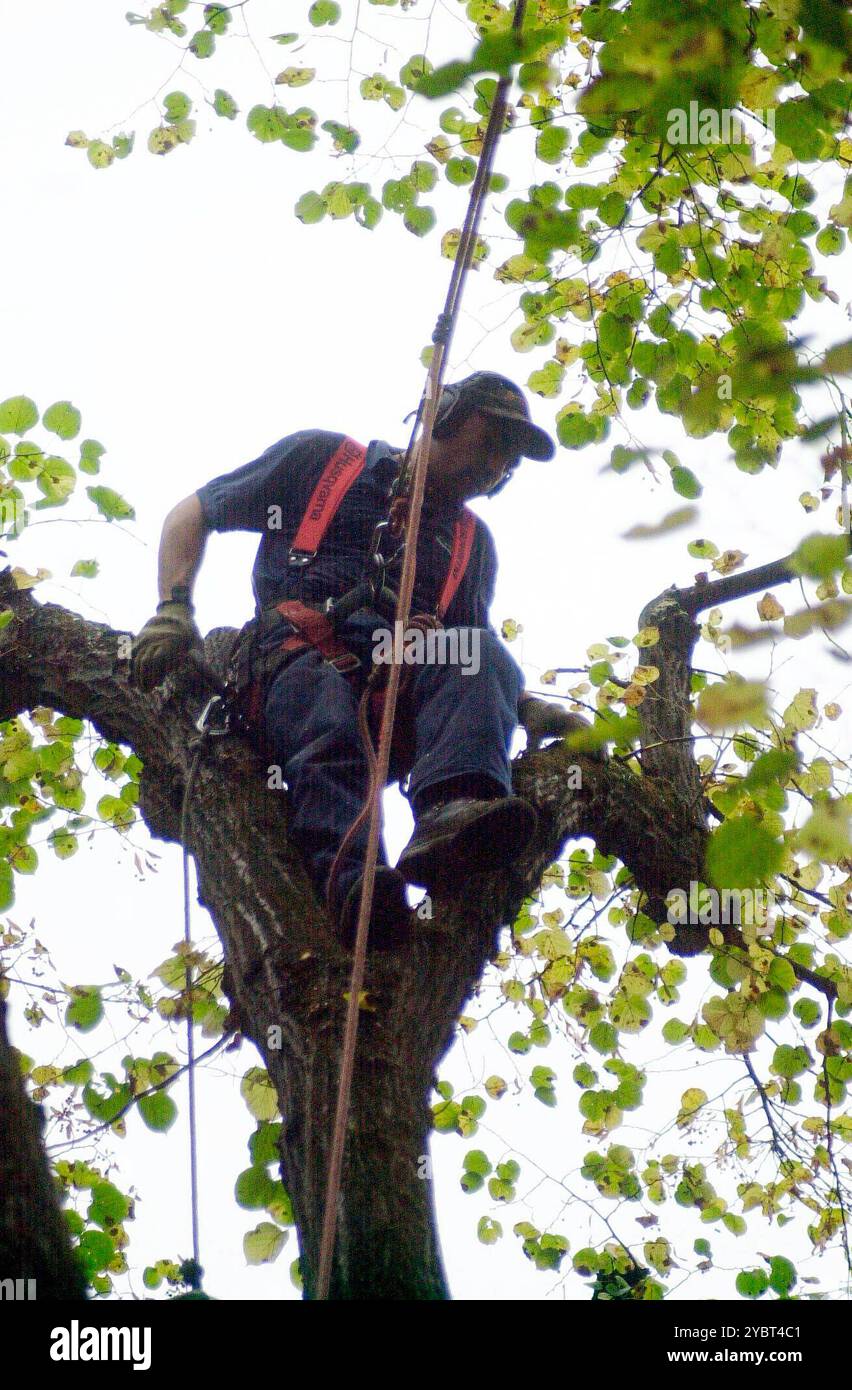 aborist working at height during tree care and tree pruning aborist ...