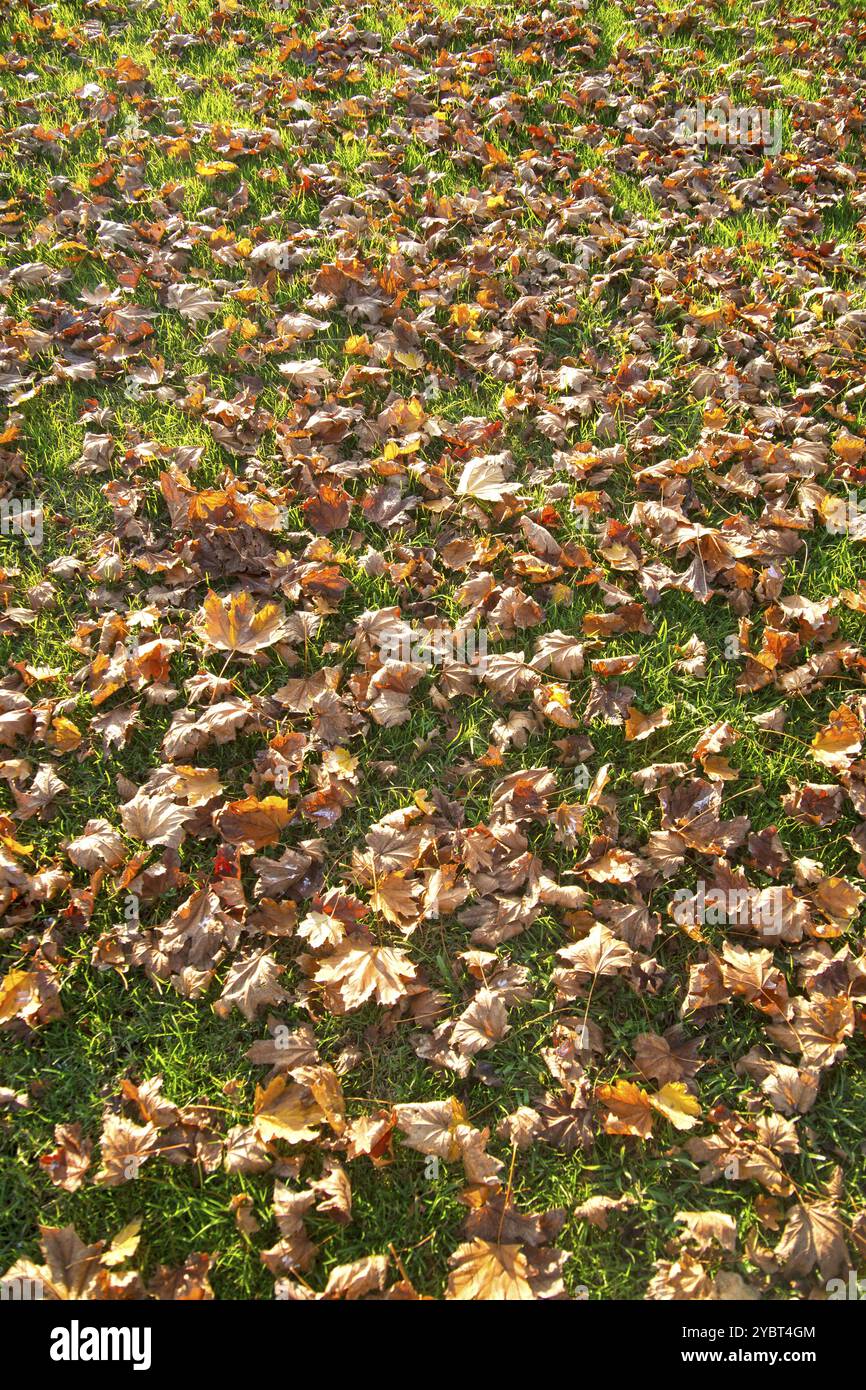 Fall late hi-res stock photography and images - Alamy