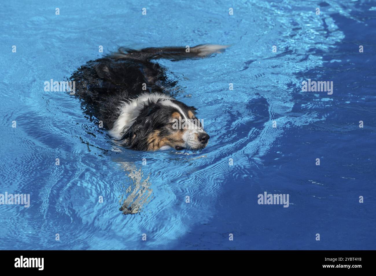 Dog, breed Australian Shepherd bathing in a swimming pool, Bavaria ...