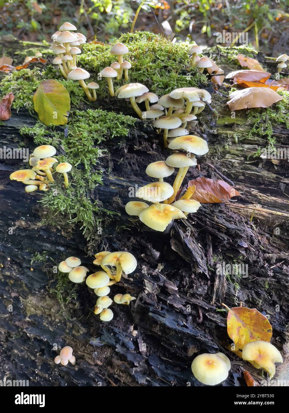 Colony of poisonous mushroom poisonous mushroom Sulphur tuft (Hypholoma ...